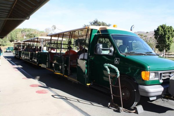 Tips for Visiting San Diego Safari Park - Any Tots